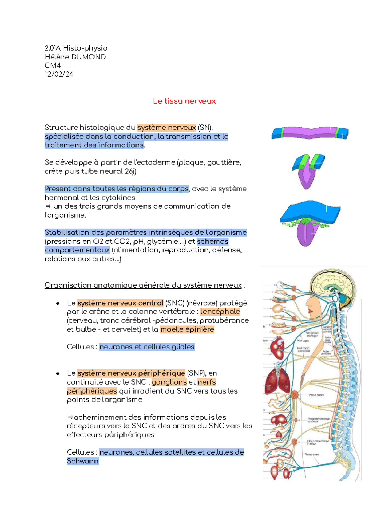 Chapitre 4 : Le tissu nerveux - 2 Histo-physio Hélène DUMOND CM 12/02 ...