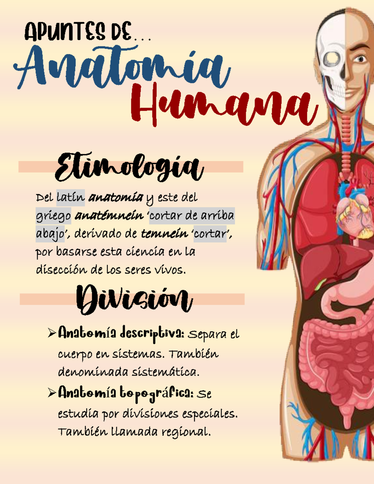 apuntes-de-anatomia - APUNTES DE... Anatomía Humana Etimología Del ...