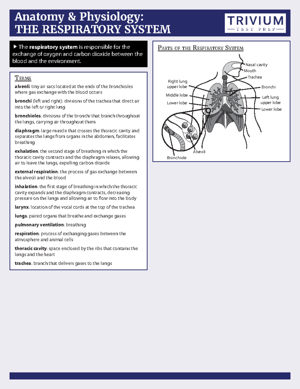 Respiratory-System - pharmacology - Anatomy & Physiology: THE ...