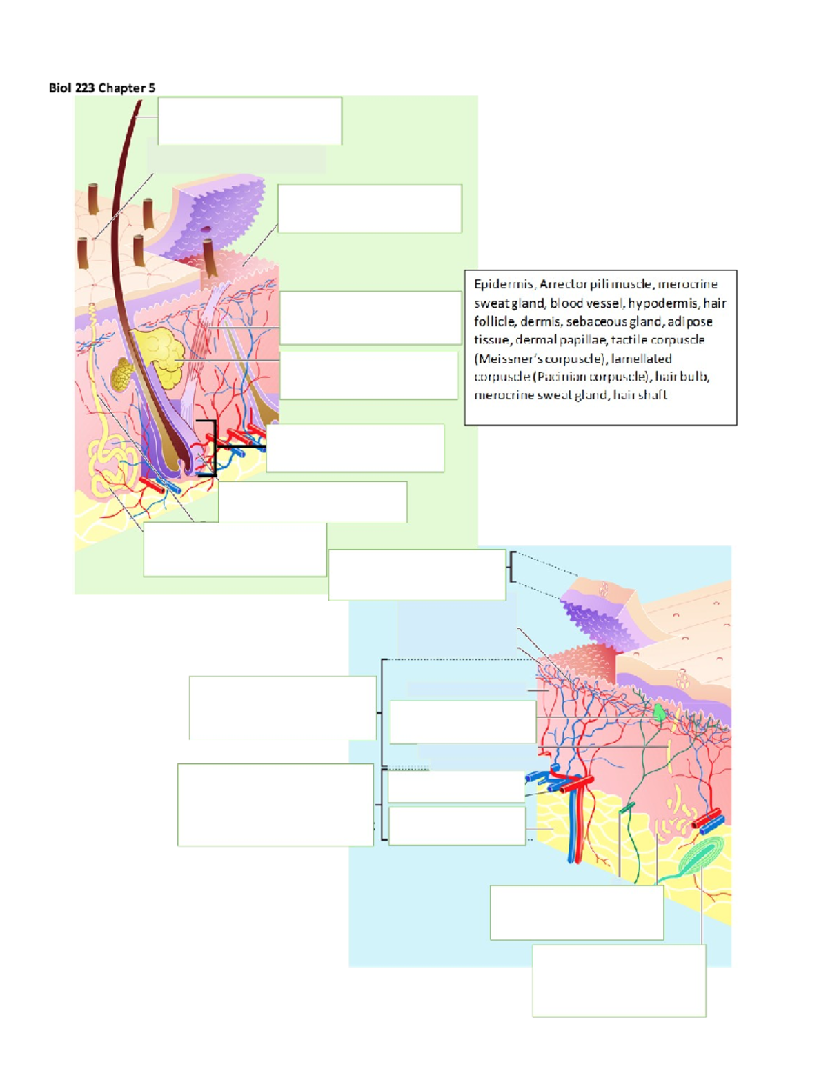 Biol 223 Chapter 5 Worksheet - Describe the general functions of the ...