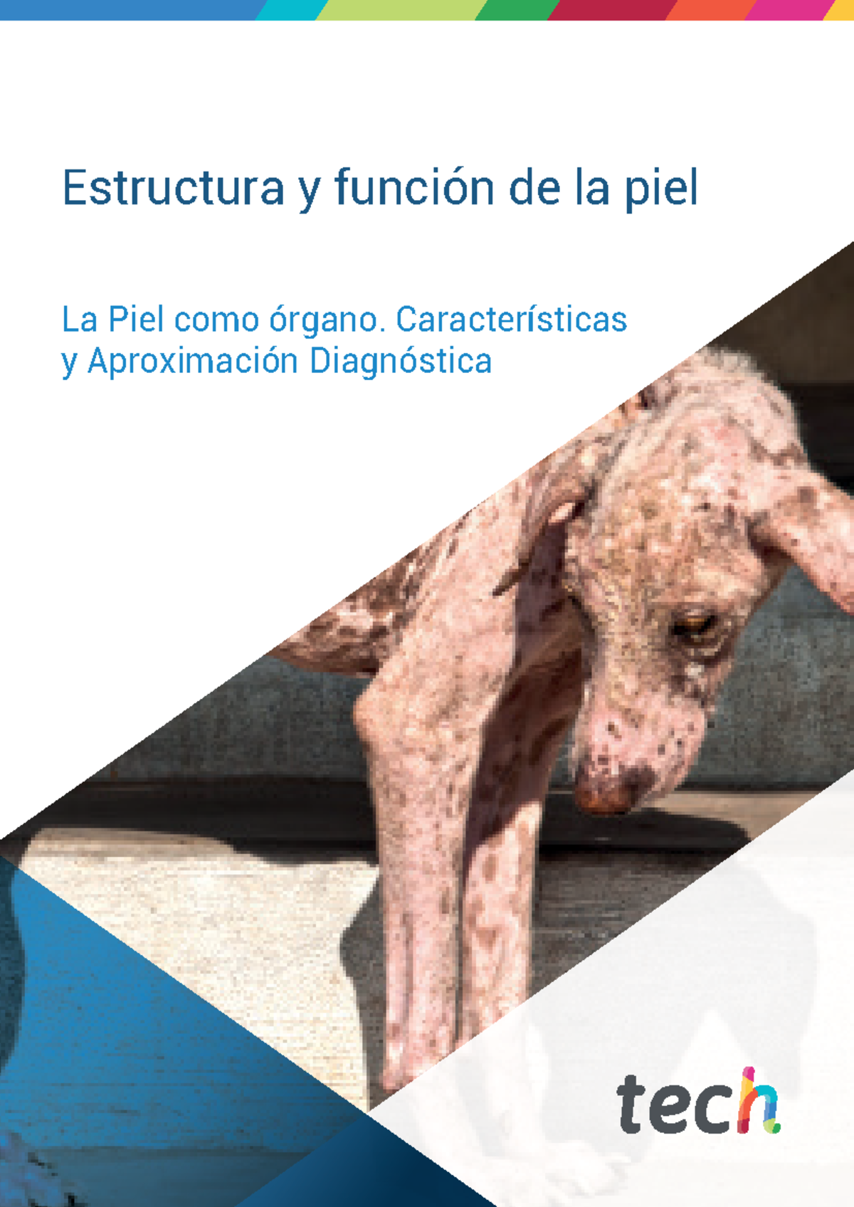 Dermatología de pequeños animales I Estructura y función de la piel ...