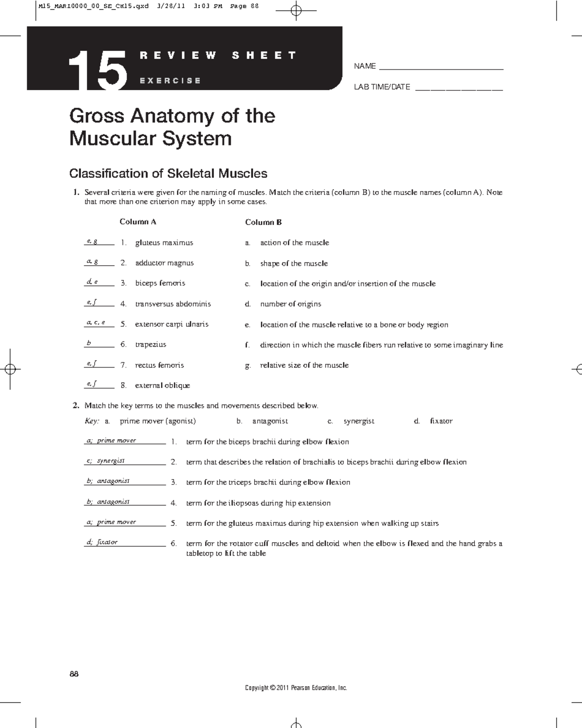 Answers Lab11 Skeletal Muscle Gross - Gross Anatomy of the Muscular ...