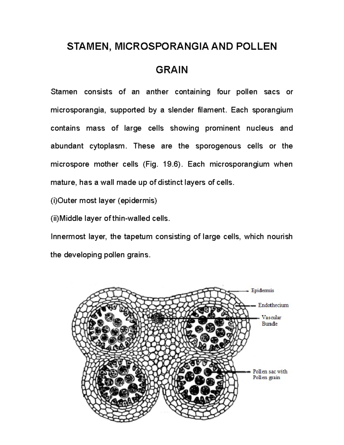 Stamen - STAMEN, MICROSPORANGIA AND POLLEN GRAIN Stamen consists of an ...