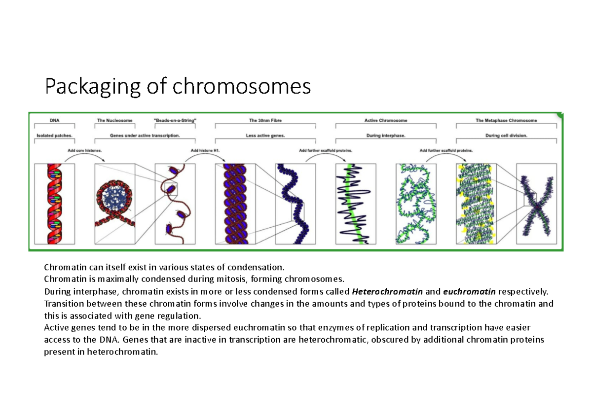 Chrom packing and gene regulation Chrom packing and gene regulation ...