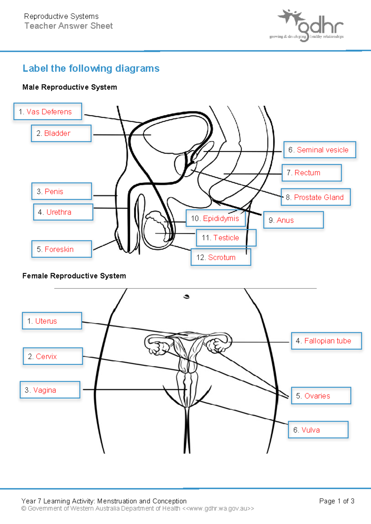 2.1.1 Reproductive Systems Teacher Answer Sheet - Reproductive Systems ...