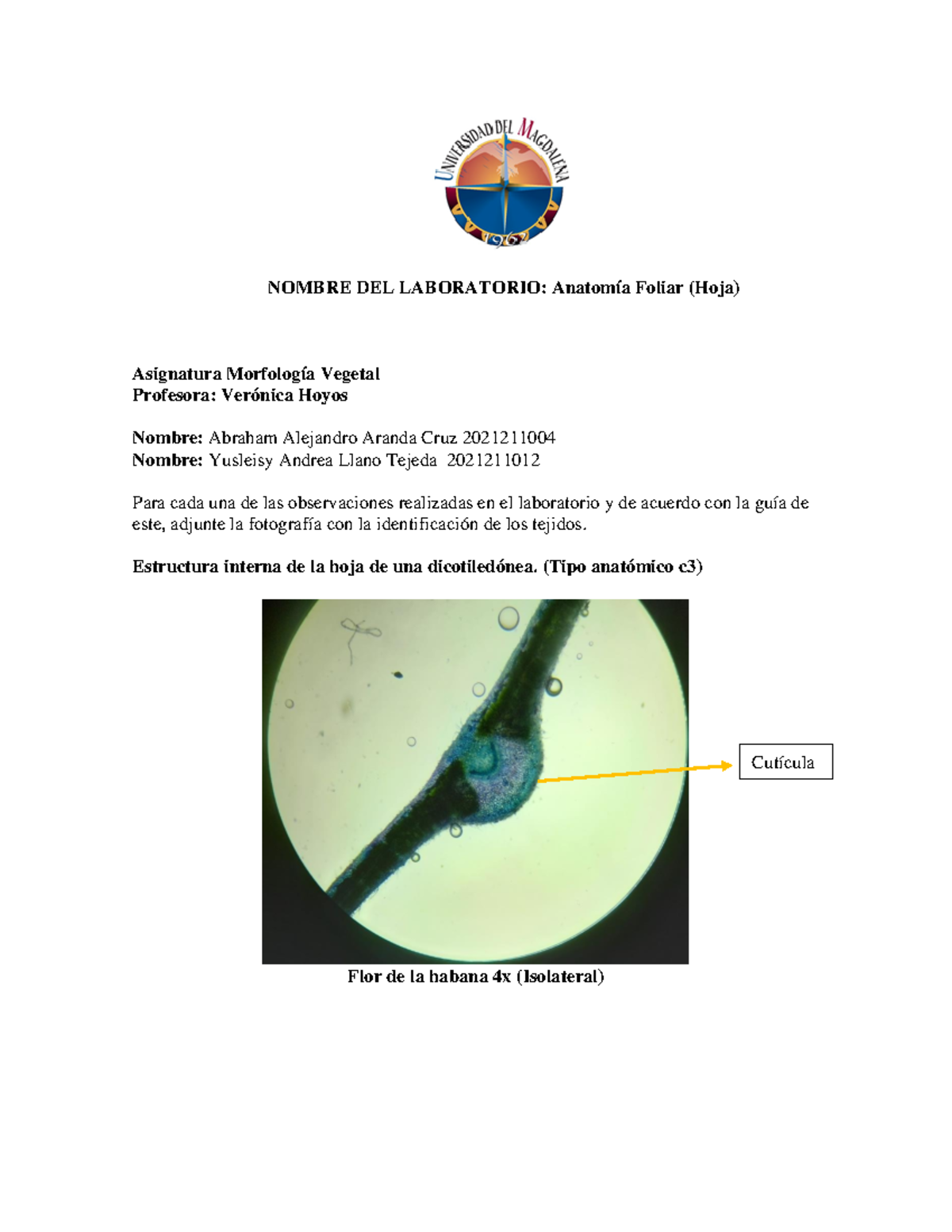 Informe estructura interna de la hoja - NOMBRE DEL LABORATORIO ...