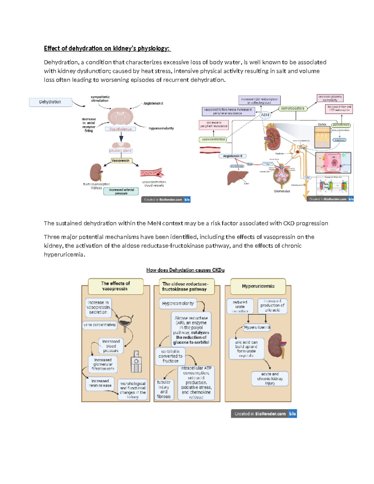 Effect of dehydration on kidney’s physiology 1 - Effect of dehydration ...