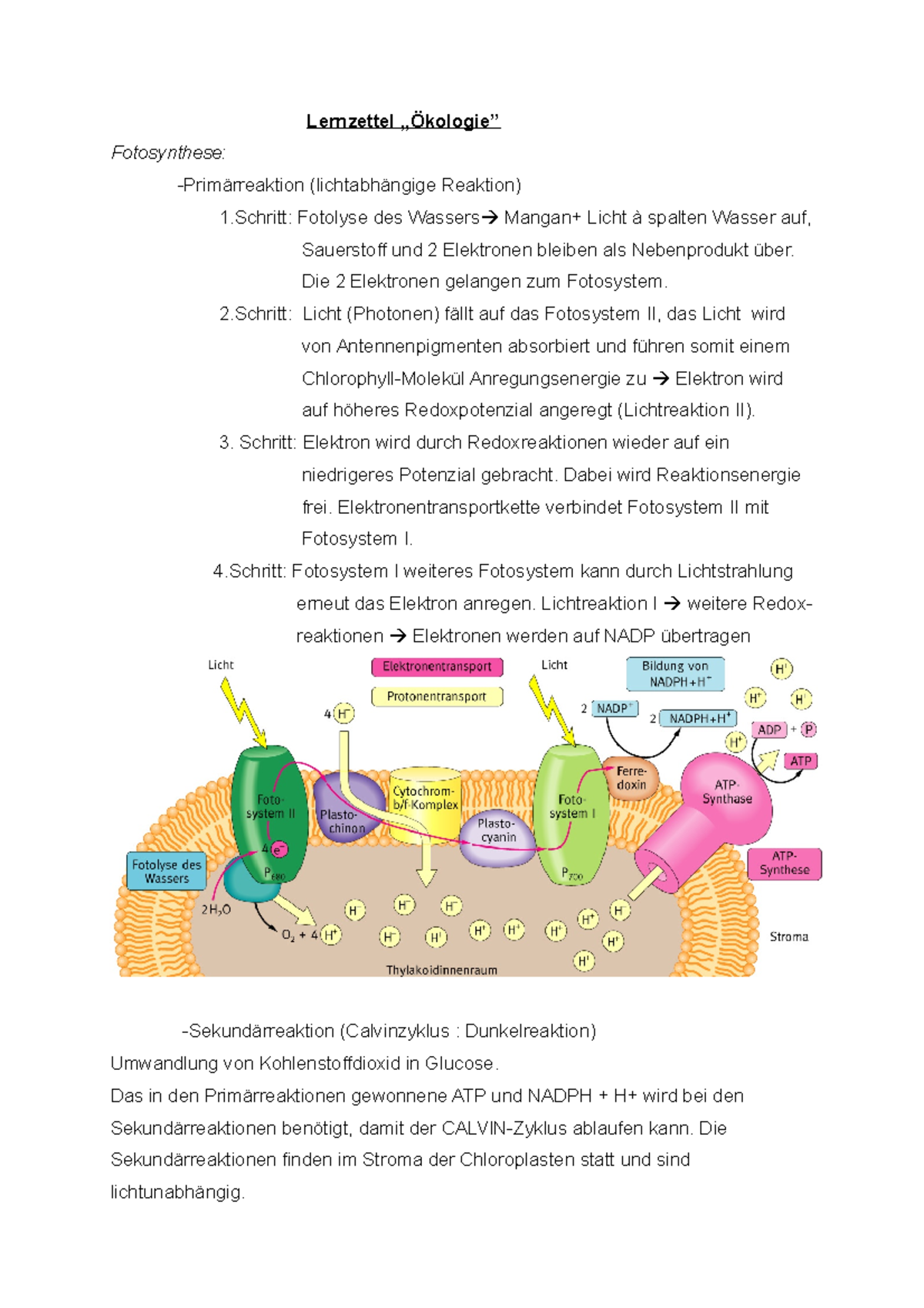 Lernzettel ,,Ökologie'' - Lernzettel Fotosynthese: Reaktion) 1 ...