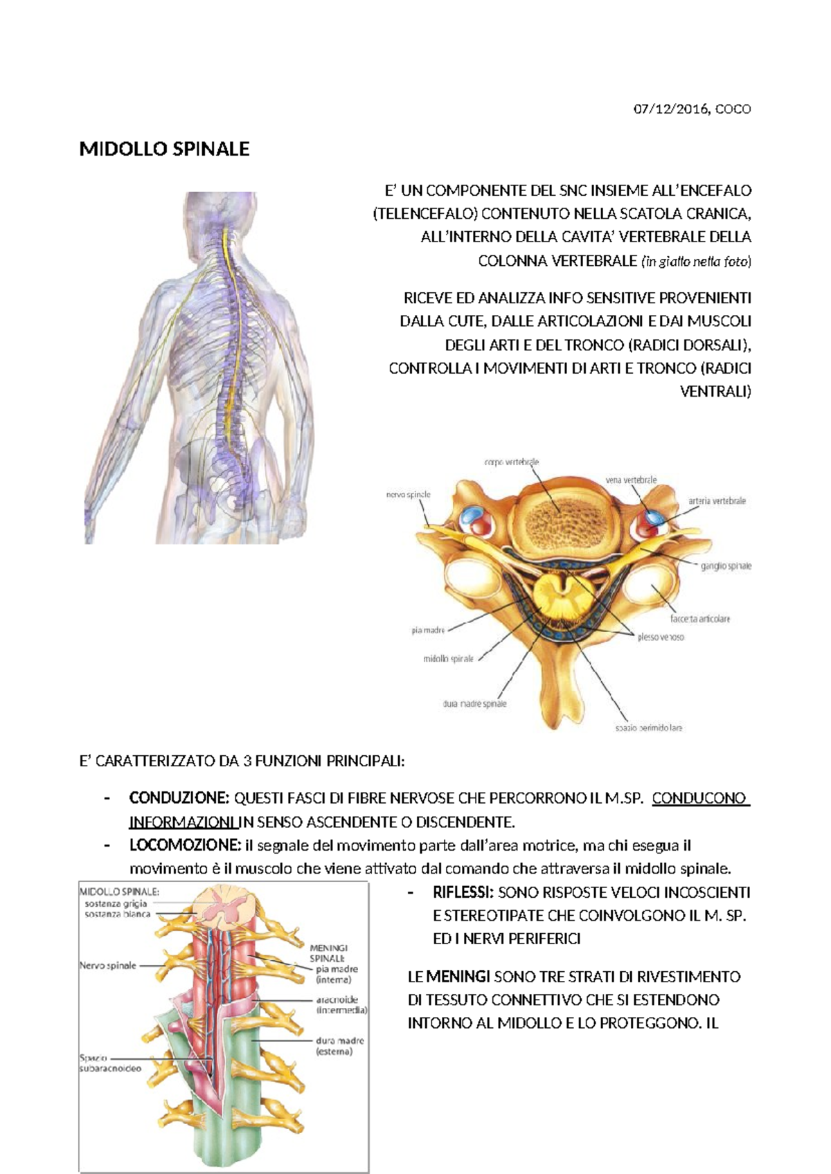 Midollo spinale, diencefalo,ipofisi,neuroipofisi,surrene, corteccia ...