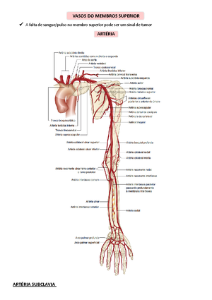 Vascularizaçao do membro superior - Vasos sanguíneos e linfáticos do ...