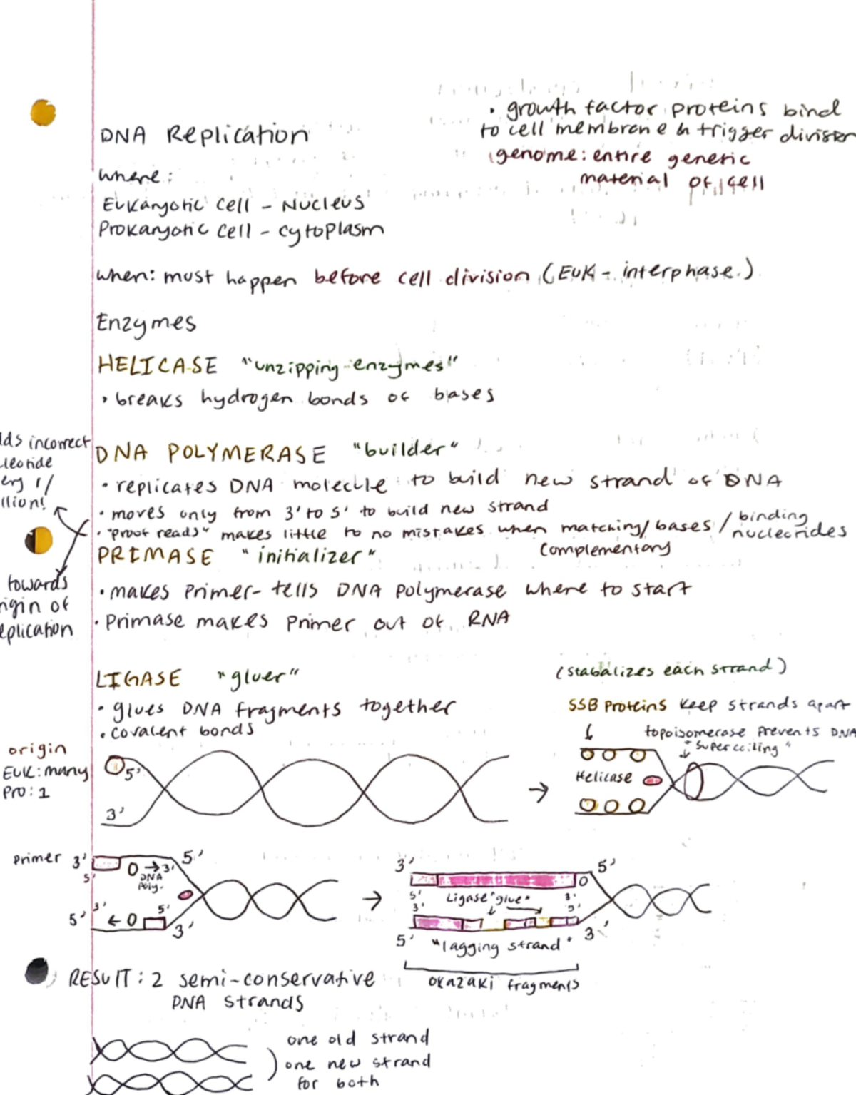 DNA REPLICATION SIMPLIFIED - BIO-111 - Studocu