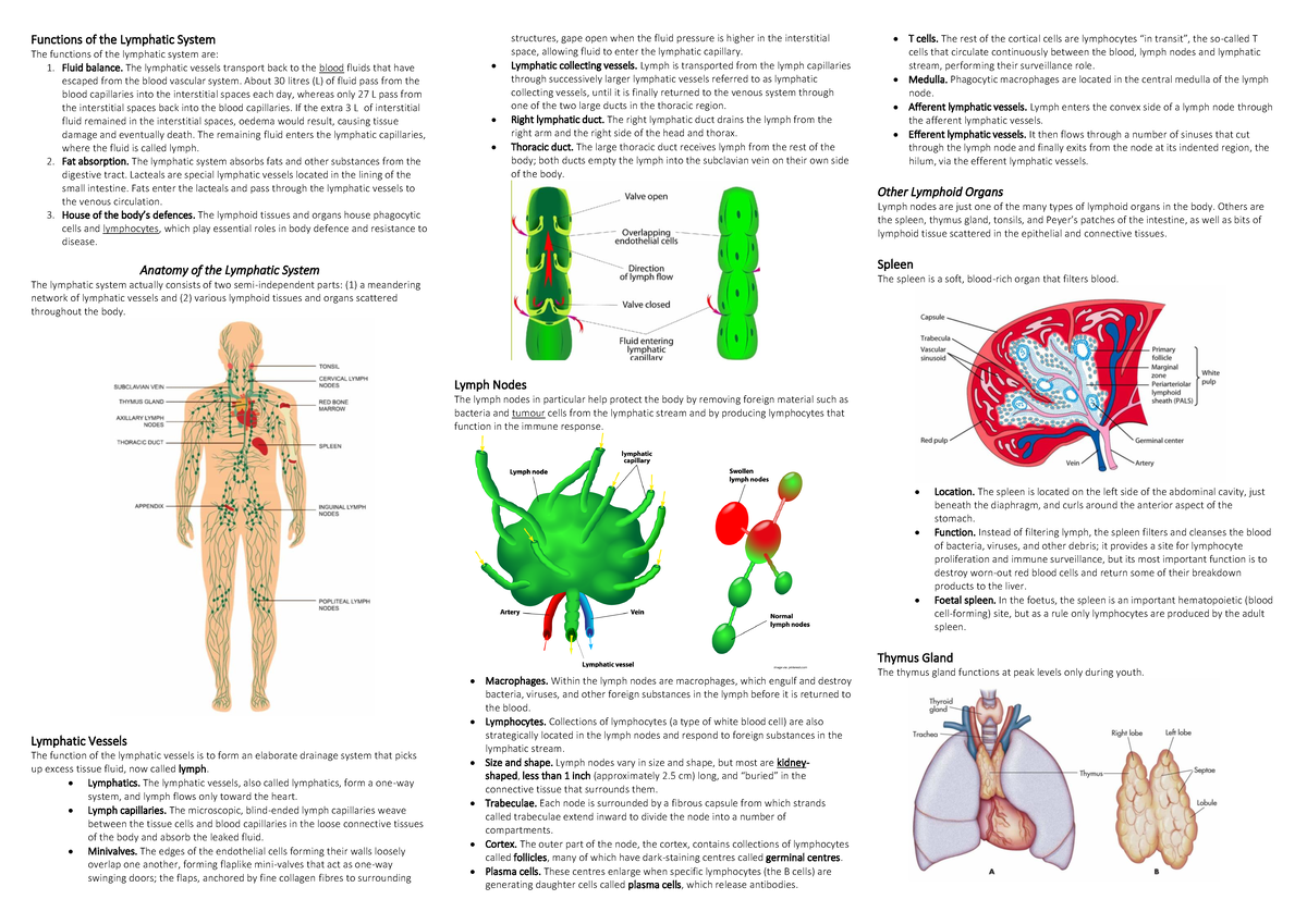 Lymphatic System - Study for state exam - Functions of the Lymphatic ...