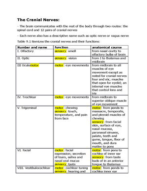 nervous cns NOTES - - Studocu