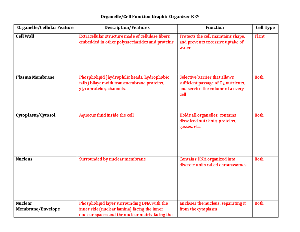 Organelles Graphic Organizer KEY - Organelle/Cell Function Graphic ...