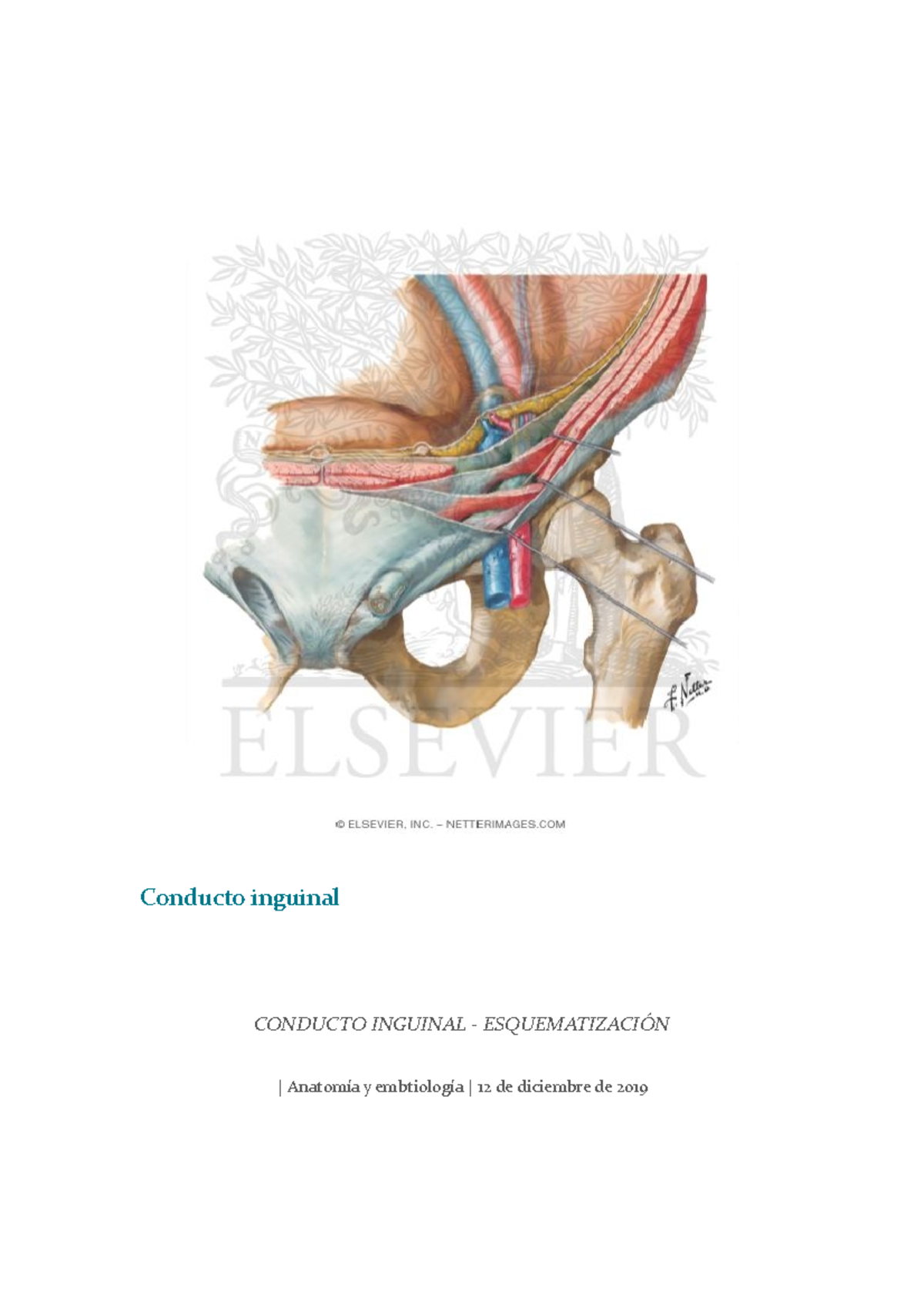 Conducto inguinal: Esquematización - Conducto inguinal CONDUCTO INGUINAL - ESQUEMATIZACIÓN ...