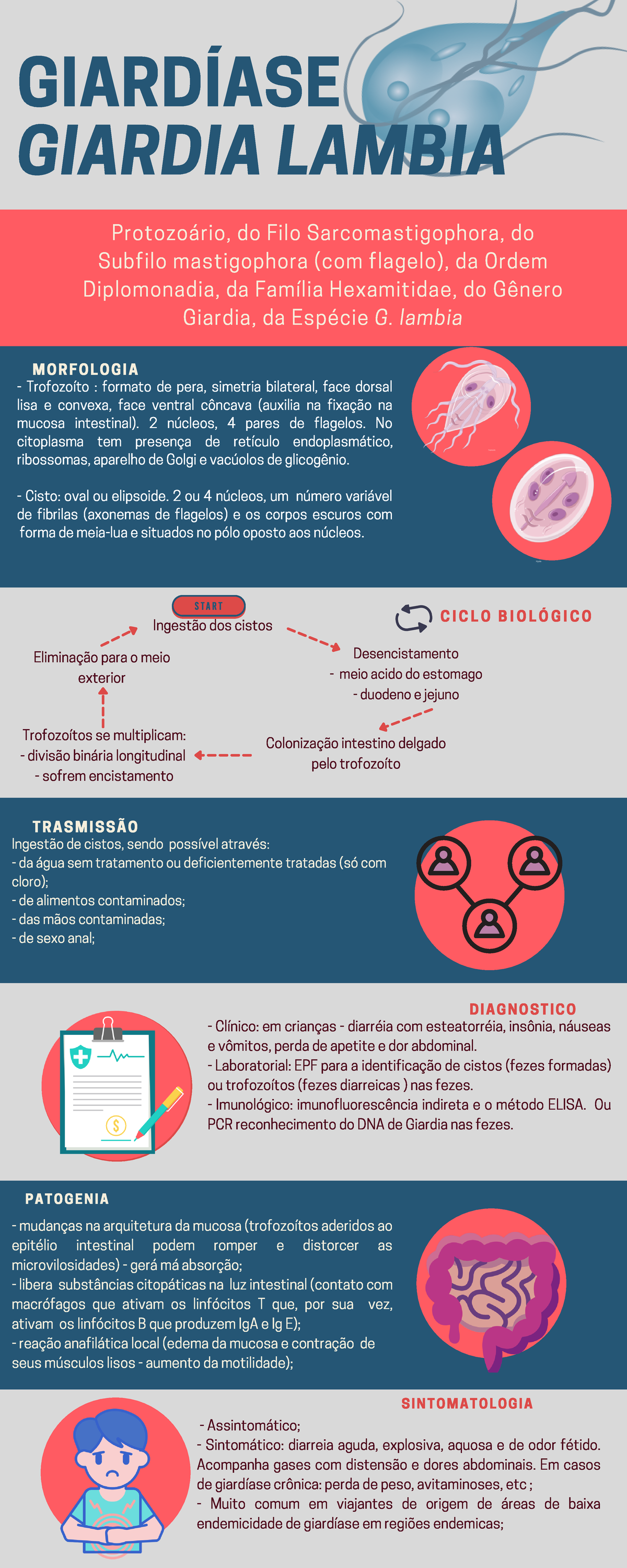 Giardiase - Resumo sobre os principais aspectos a respeito da doença ...