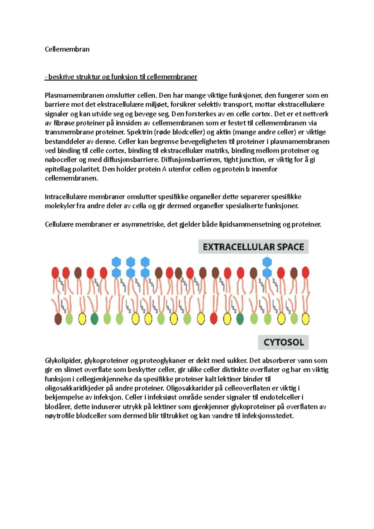 Cellemembran 1.2 - Cellemembran beskrive struktur og funksjon til ...