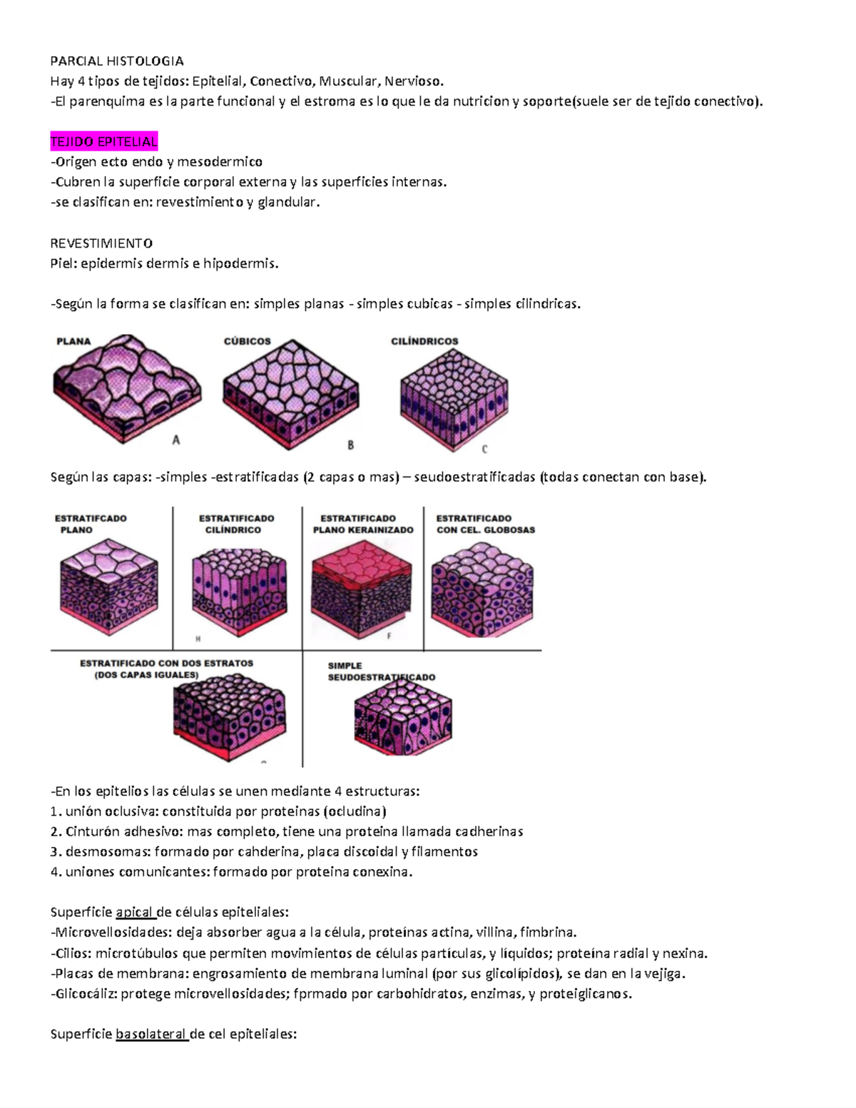 Histologia - Warning: TT: undefined function: 32 Warning: TT: undefined function: 32 PARCIAL ...