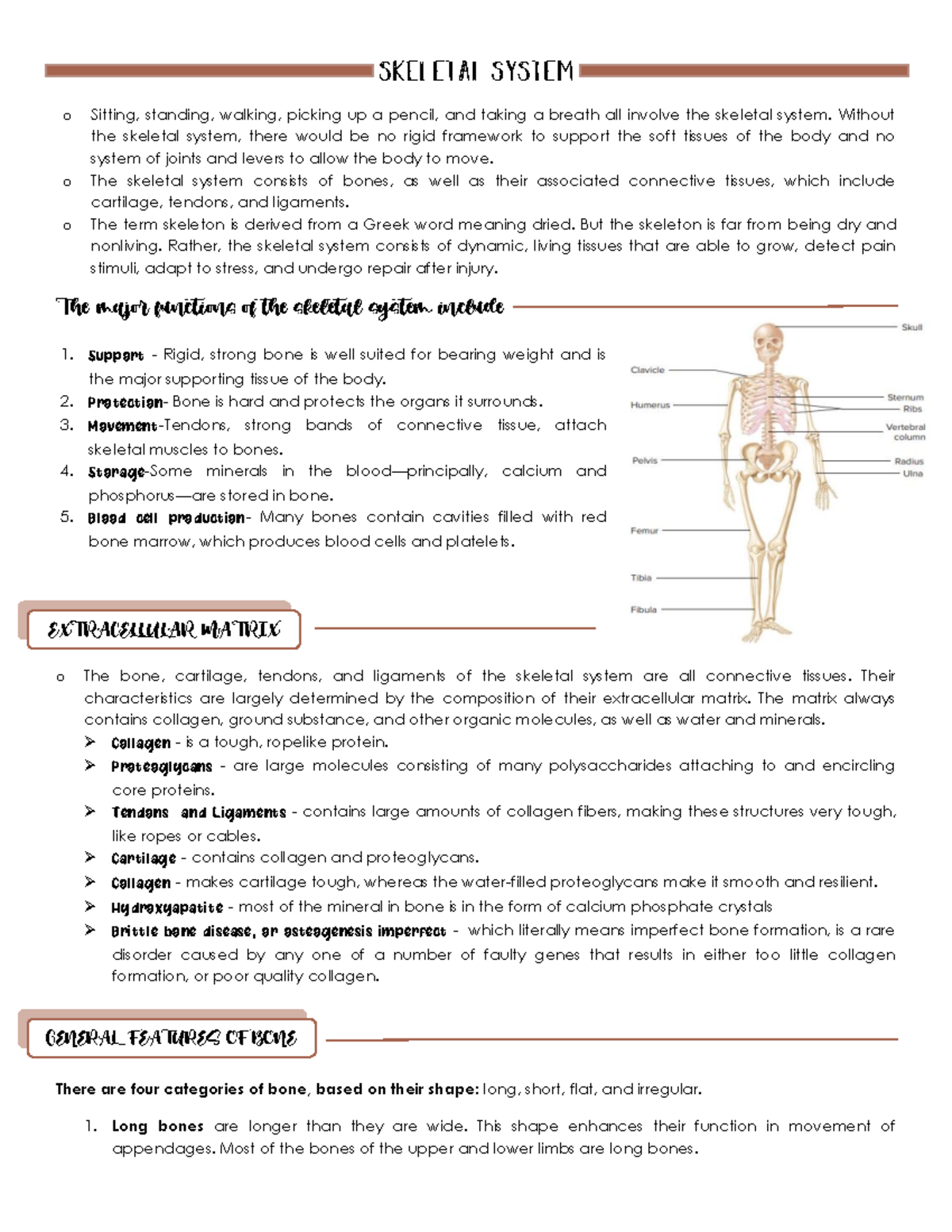 Skeletal System - Popover - o Sitting, standing, walking, picking up a ...