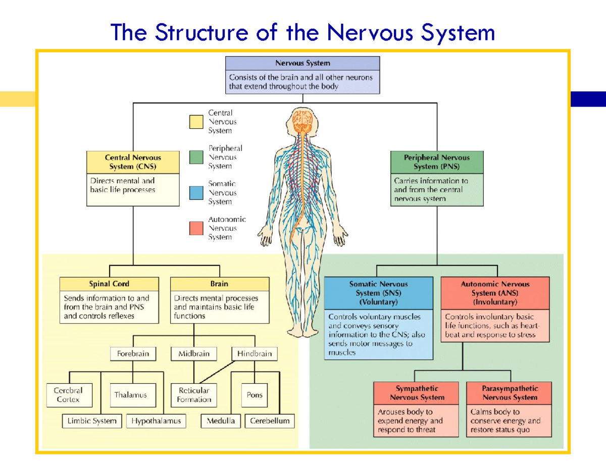 Psych - Notes - PHY 103 - The Structure of the Nervous System - Studocu