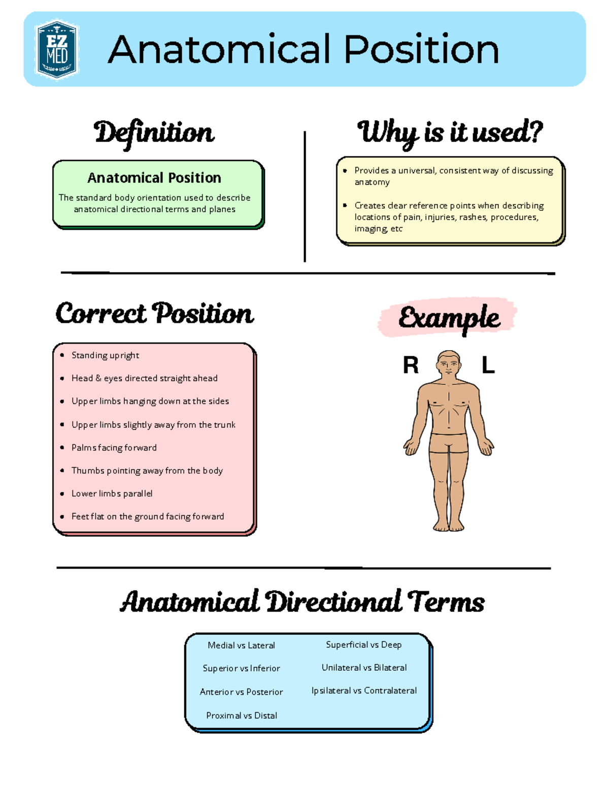 Anatomical Directional Terms Study Guides Anatomical Position The