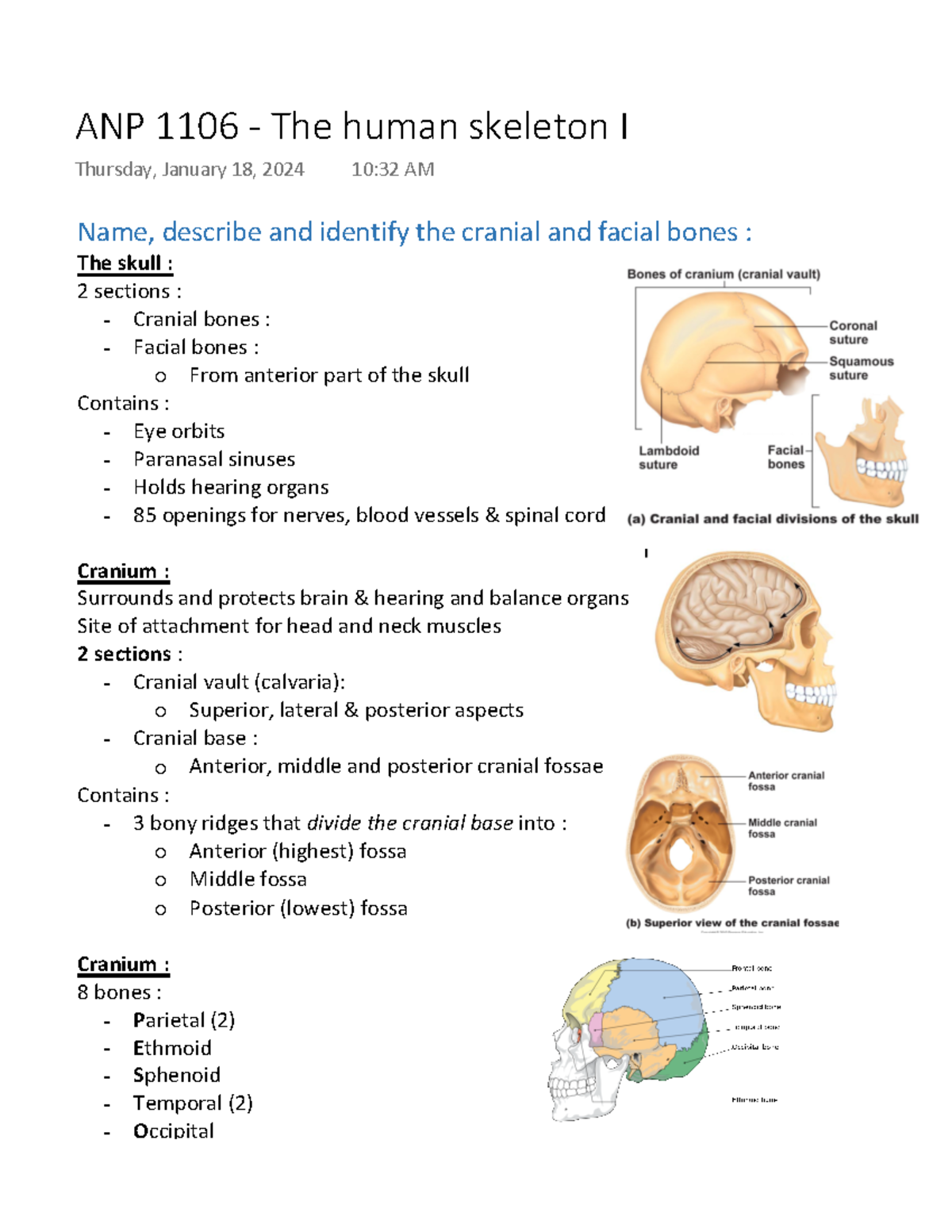 ANP 1106 - the human skeleton - Name, describe and identify the cranial ...
