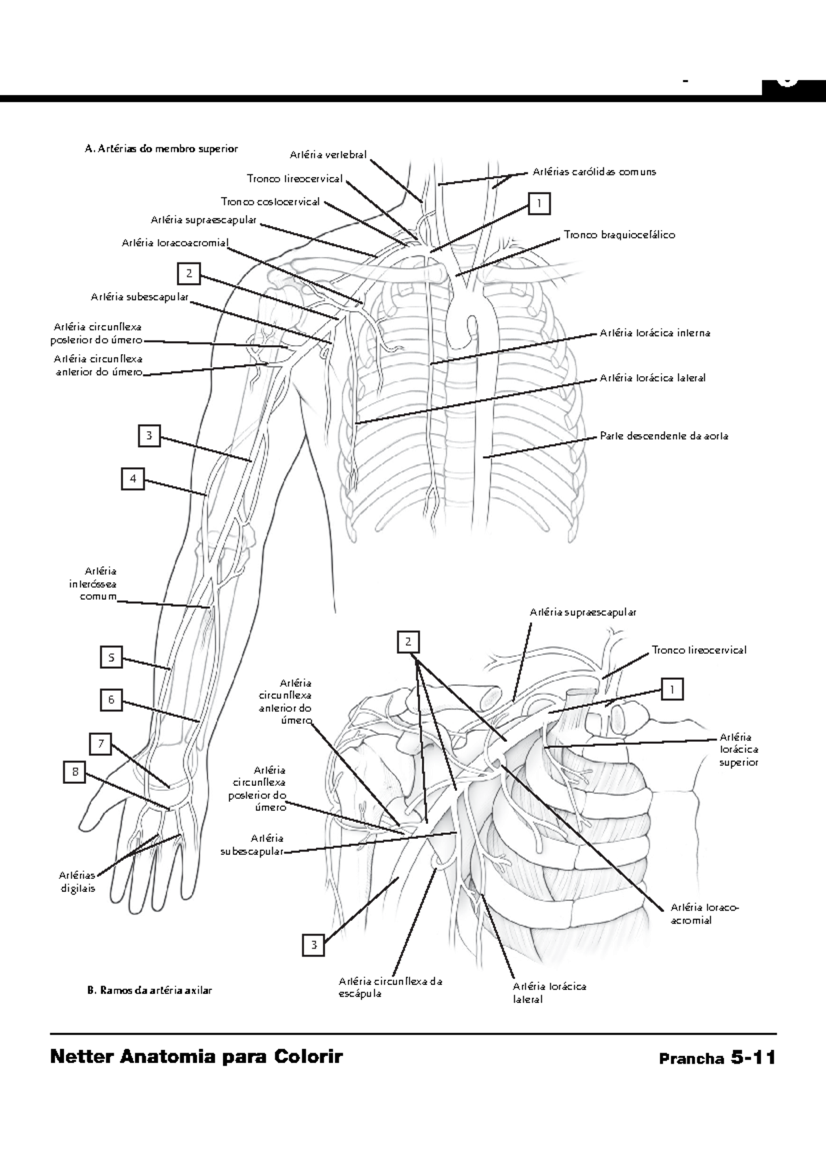 John T Hansen - Netter Anatomia para Colorir (1) 240408 100730 - 2 1 3 3 2 1 4 5 6 7 8 A ...