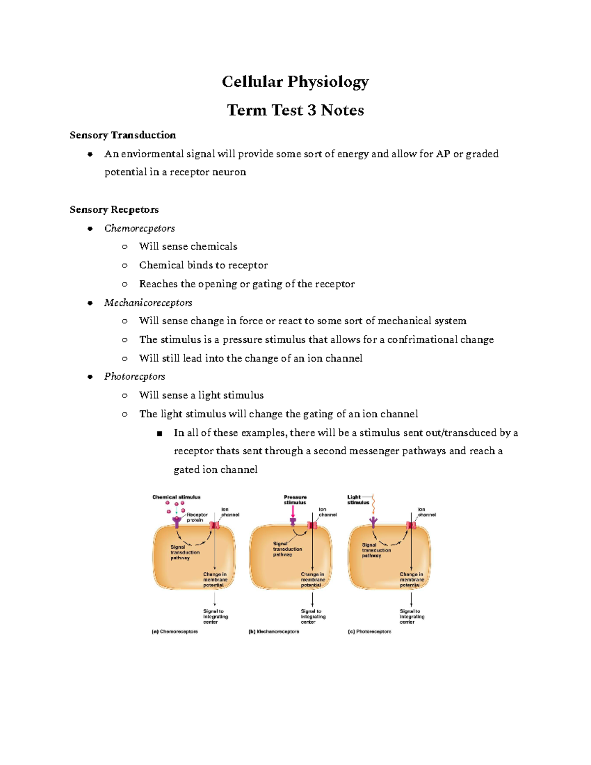 BIO3305 - 2023 - Cellular Physio Term Test 3 Notes - Cellular ...