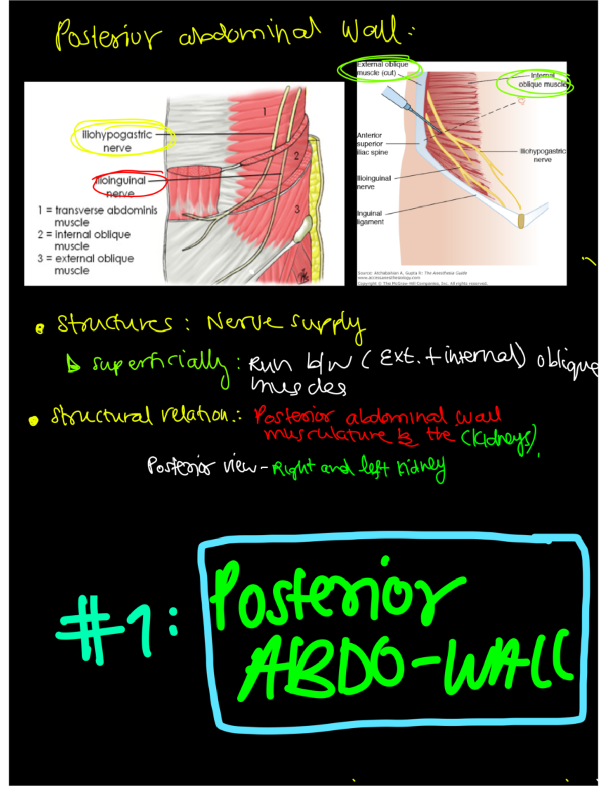 Posterior abdomen - Notes taken during lecture. - 12558 - Studocu