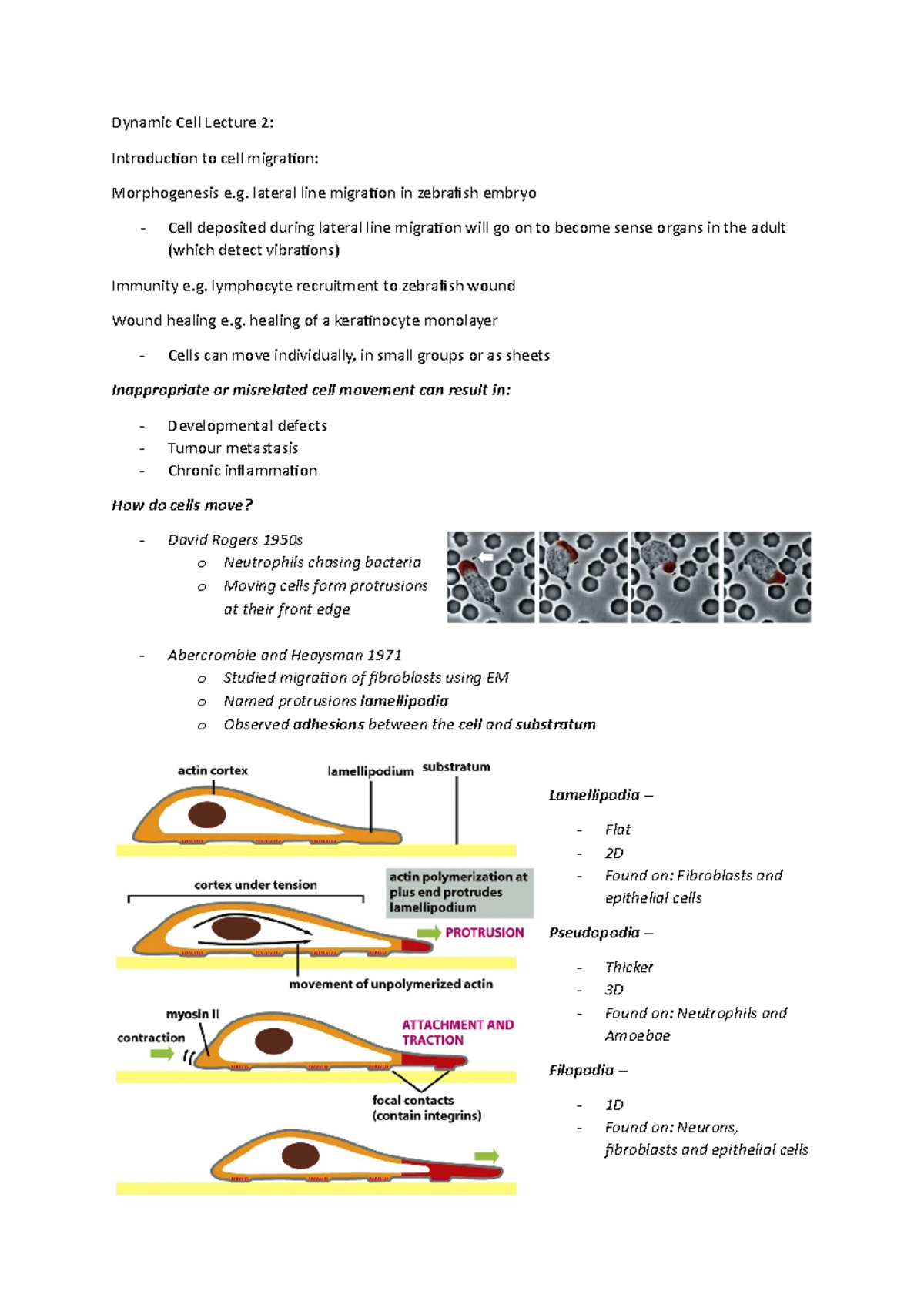 Dynamic Cell Lecture 1 - lateral line migration in zebrafish embryo ...