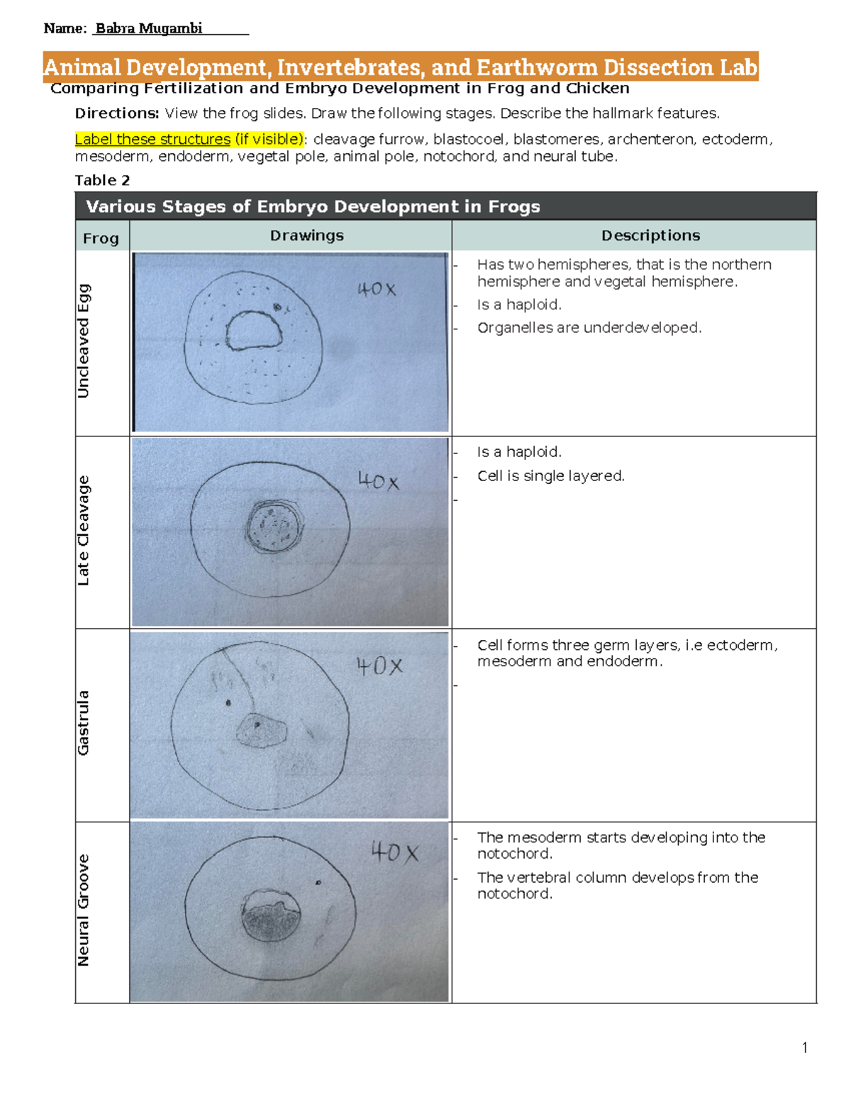 Bio 182 invertebrates lab - Name: Babra Mugambi Animal Development ...