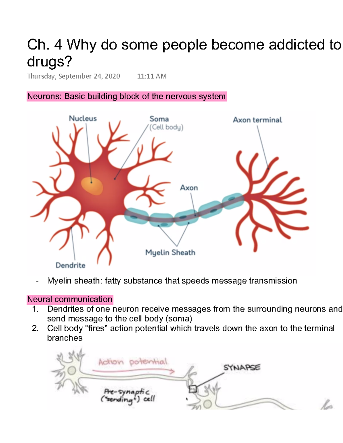 Ch. 4 Why do some people become addicted to drugs - Neurons: Basic ...