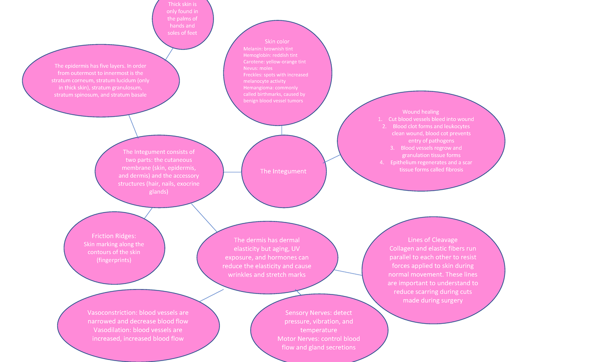Chapter 6 concept map - The Integument The Integument consists of two ...