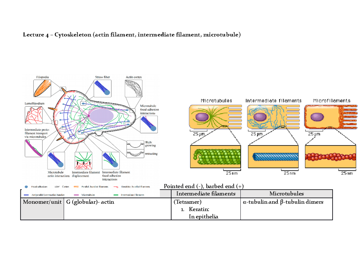 4BBY1030 L4-6 - Lecture 4 – Cytoskeleton (actin filament, intermediate ...