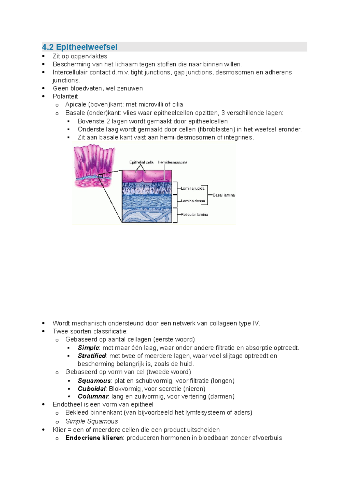 Epitheelweefsel samengevat - 4 Epitheelweefsel Zit op oppervlaktes ...