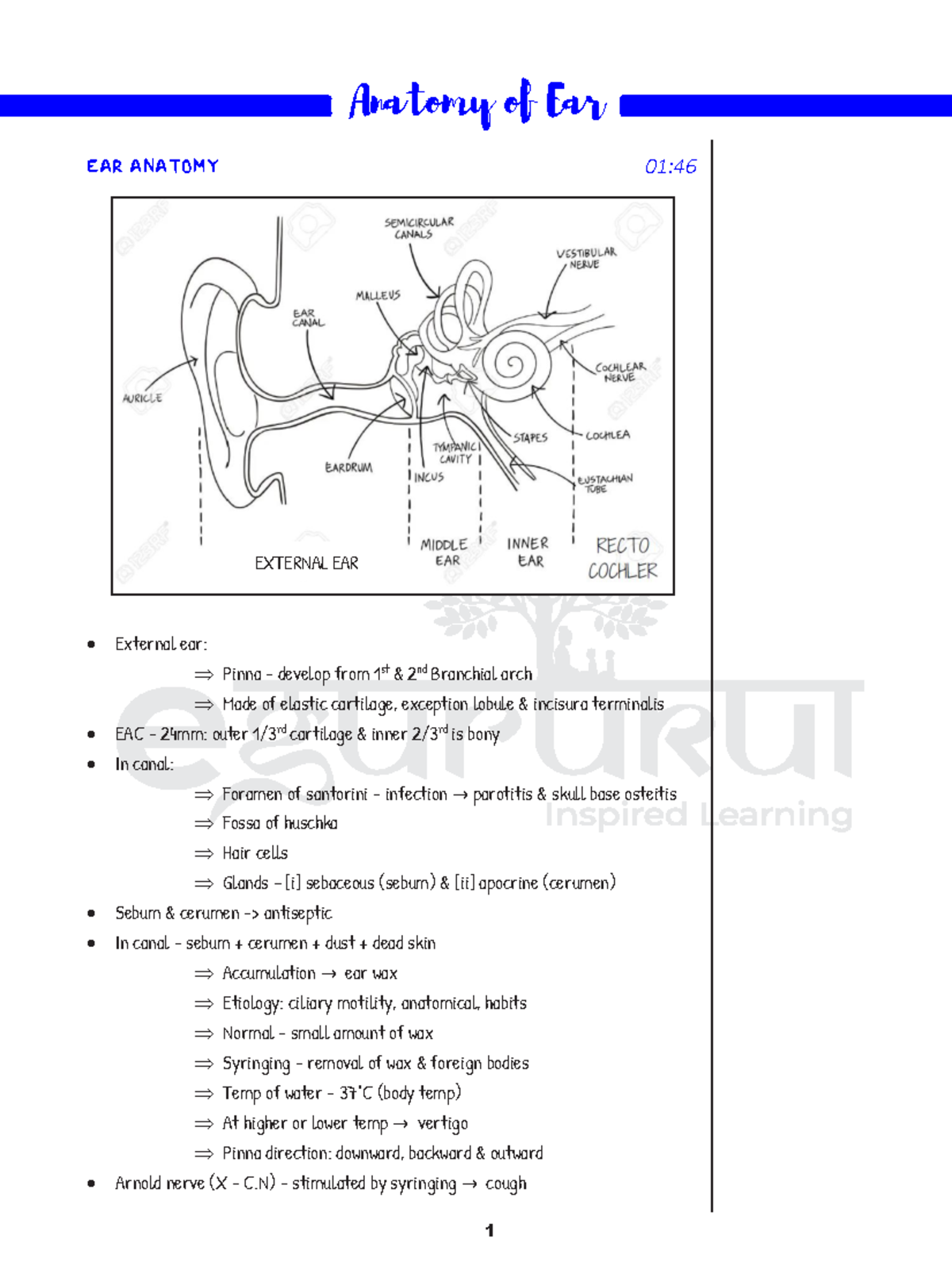 @egurukulnotes 2 ENT - ear anatomy 01: External ear: Pinna - develop ...