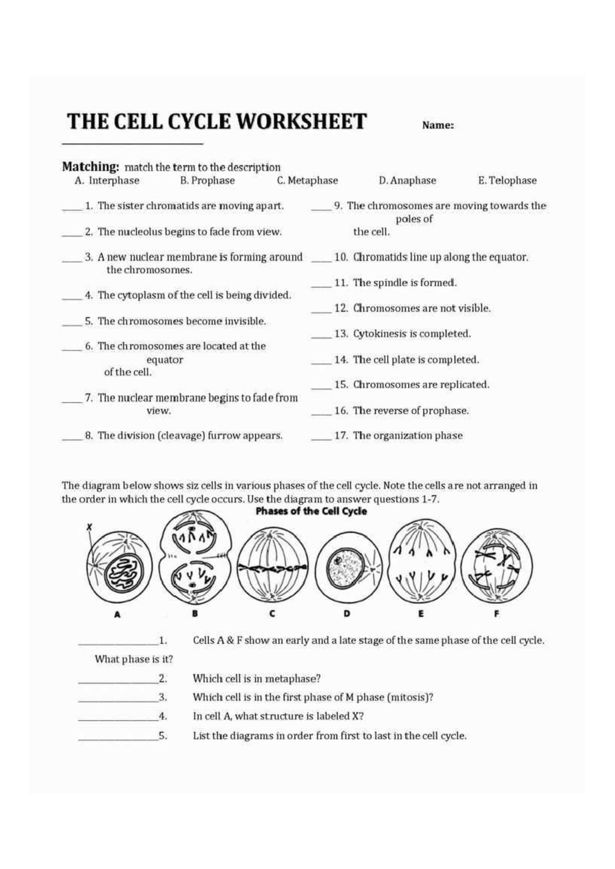 Mitosis Practice Worksheet Grade 10 - THE CELL CYCLE WORKSHEET Name: Matching: match the term to ...