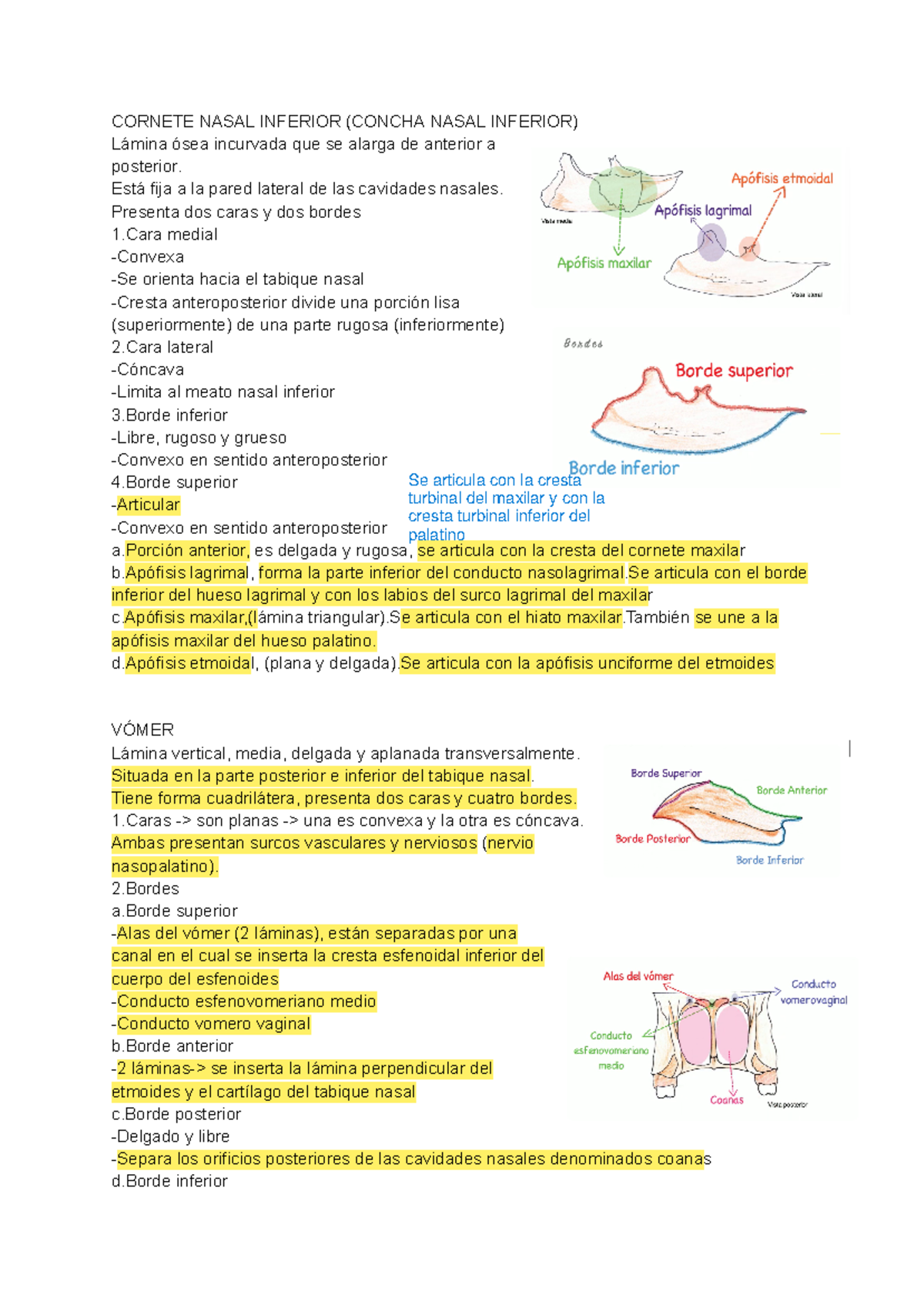 Huesos de la cara - CORNETE NASAL INFERIOR (CONCHA NASAL INFERIOR ...
