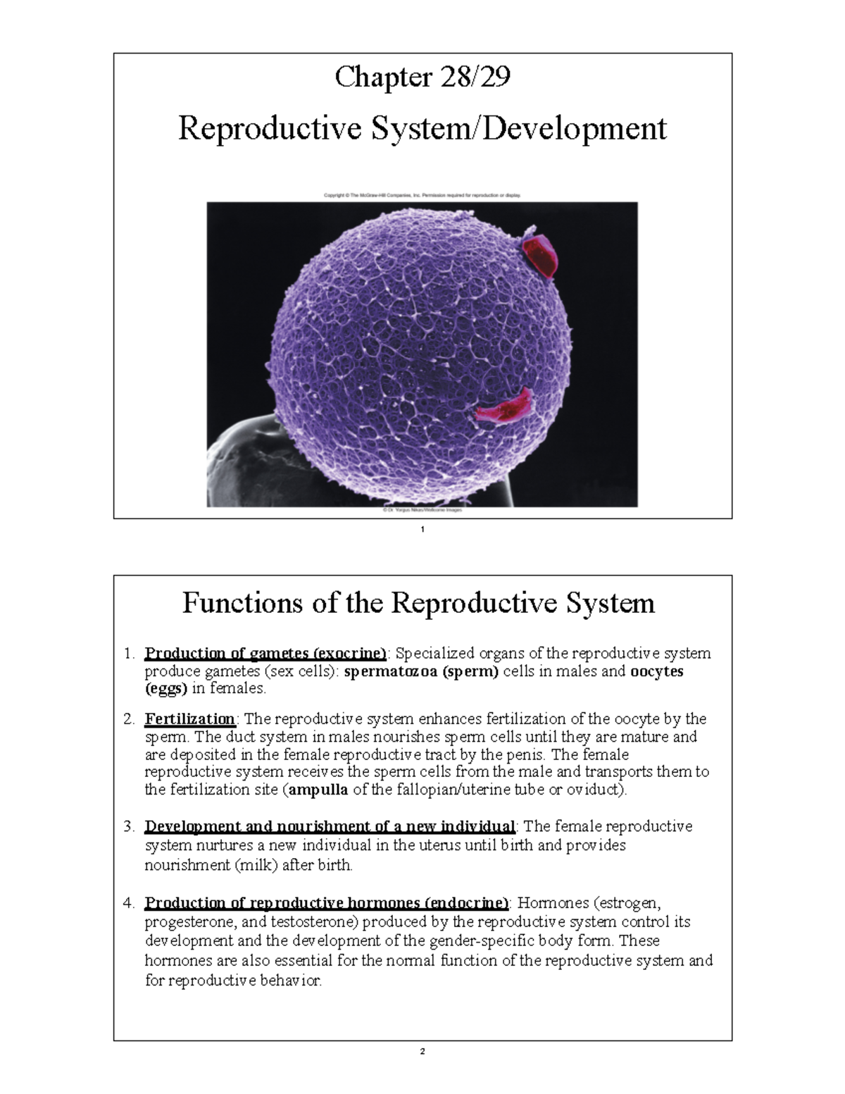 151-28 - reproductive system - Chapter 28/ Reproductive System ...