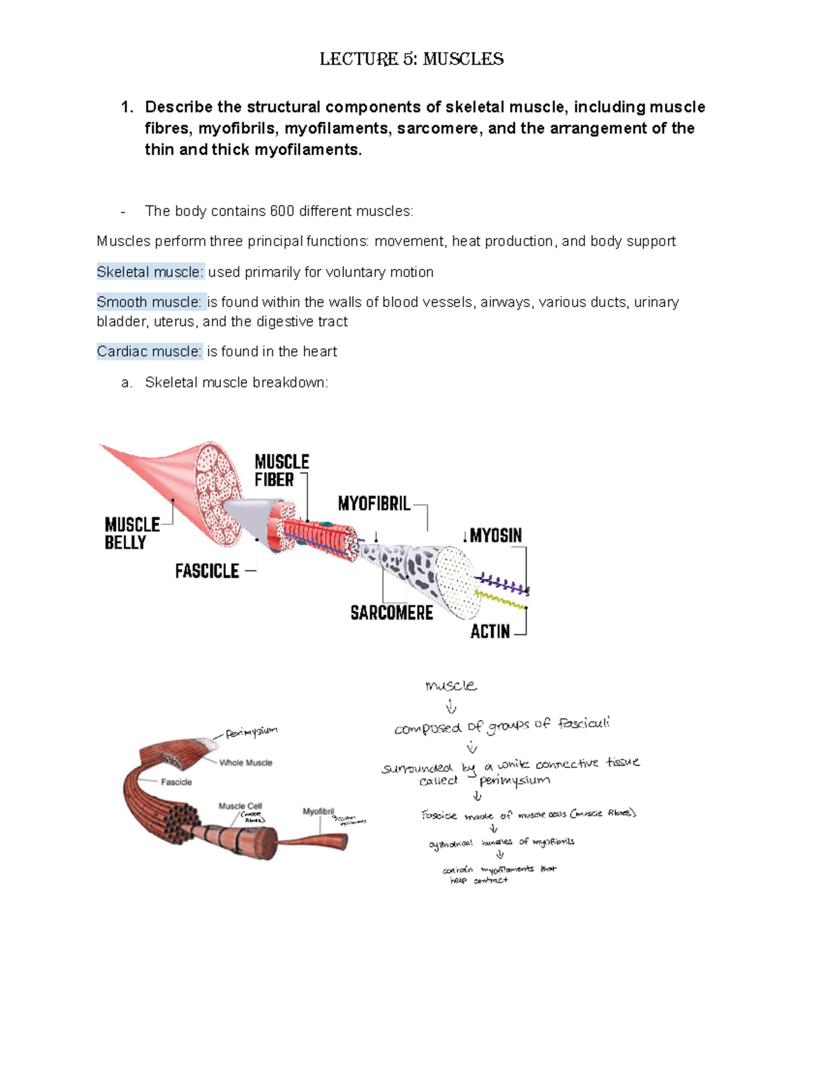 Lecture 5 muscles - Lecture 5: Muscles 1. Describe the structural ...