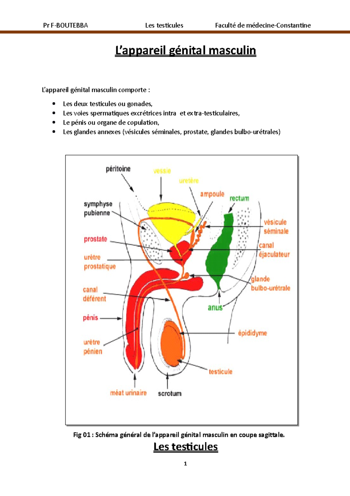 Les Testicules Biologier Lappareil Génital Masculin Lappareil
