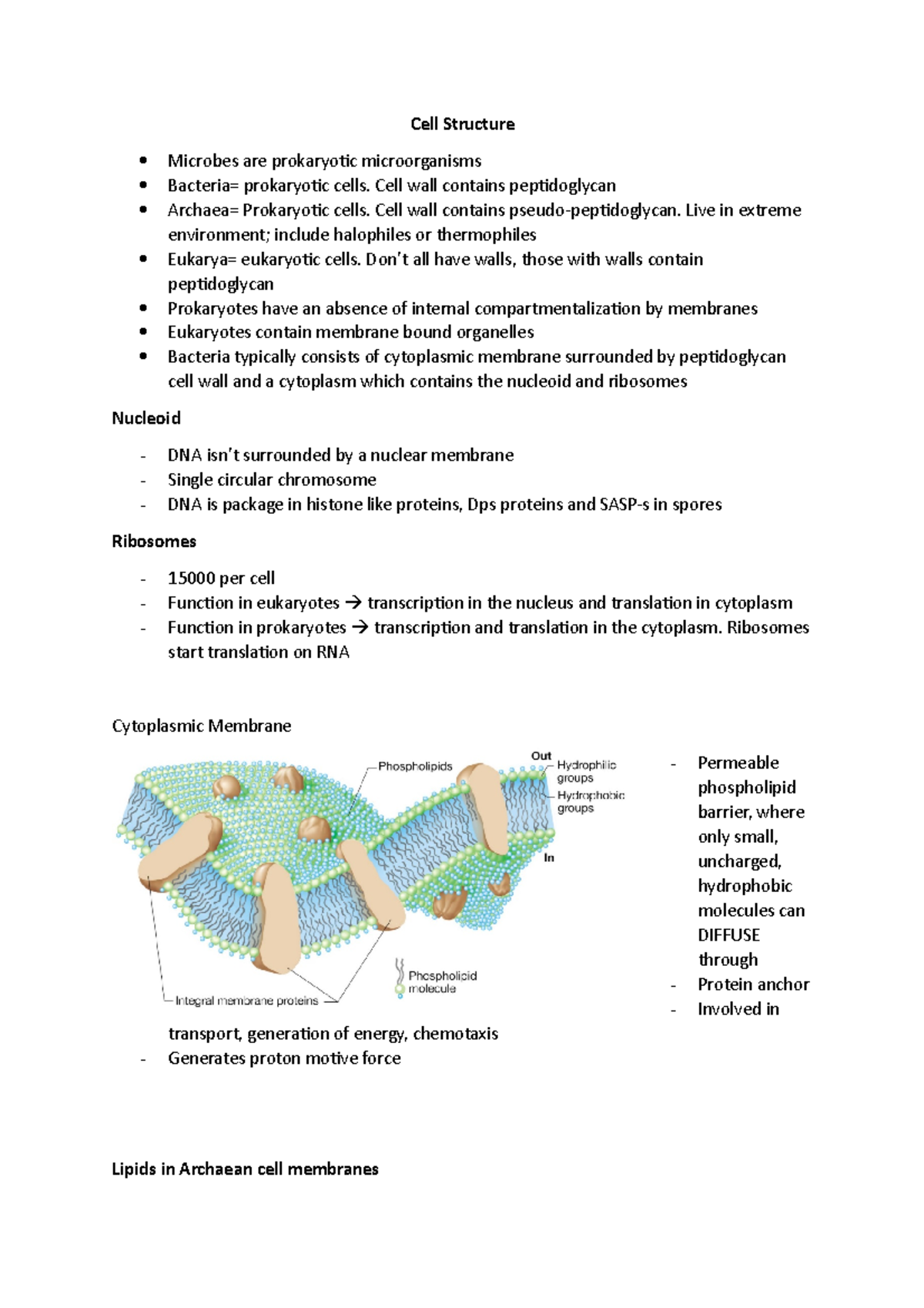Cell structure - Lecture notes 2 - Cell Structure Microbes are ...
