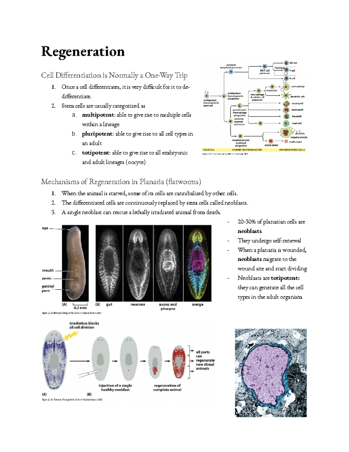 Regeneration - Regeneration Cell Differentiation is Normally a One-Way ...