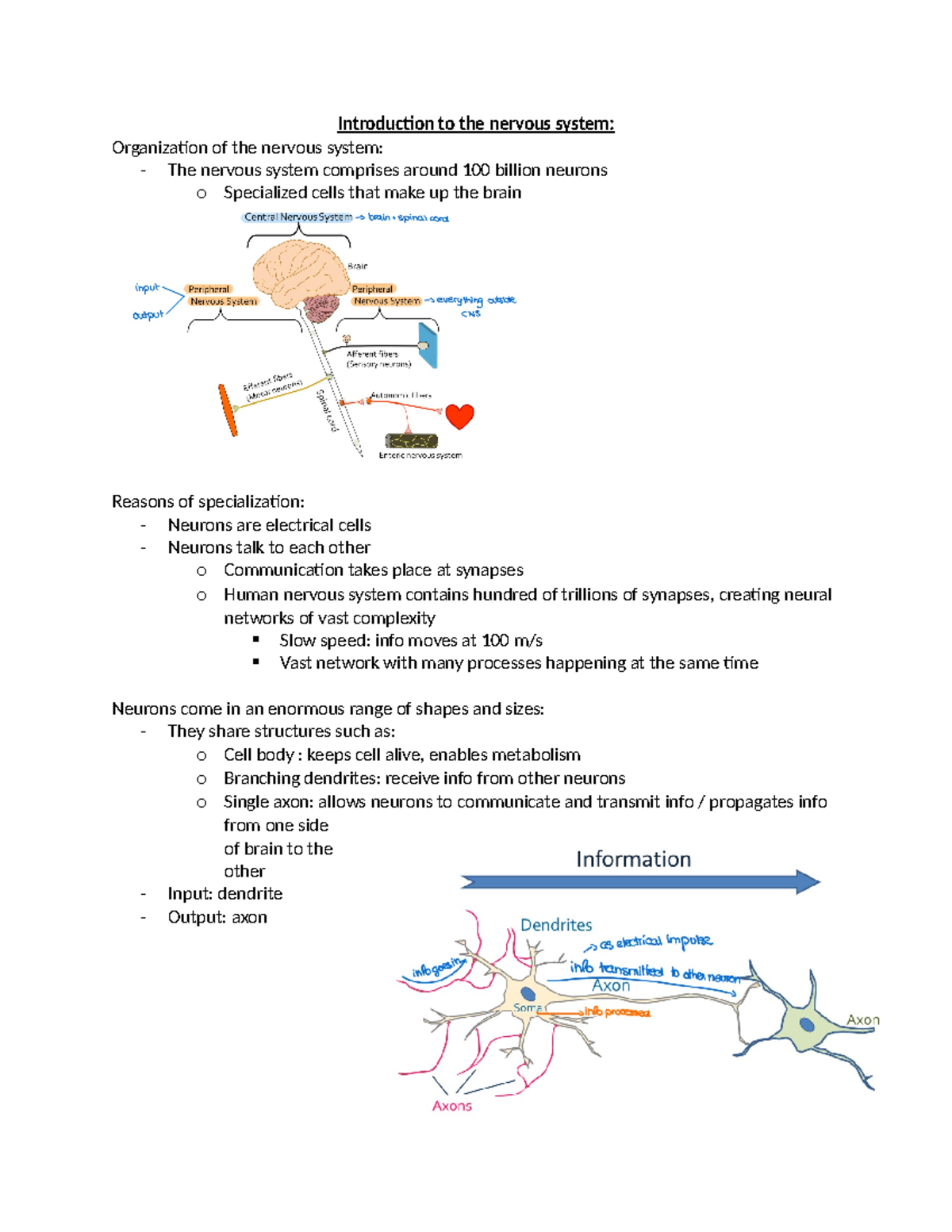 Introduction to the nervous system - Introduction to the nervous system ...