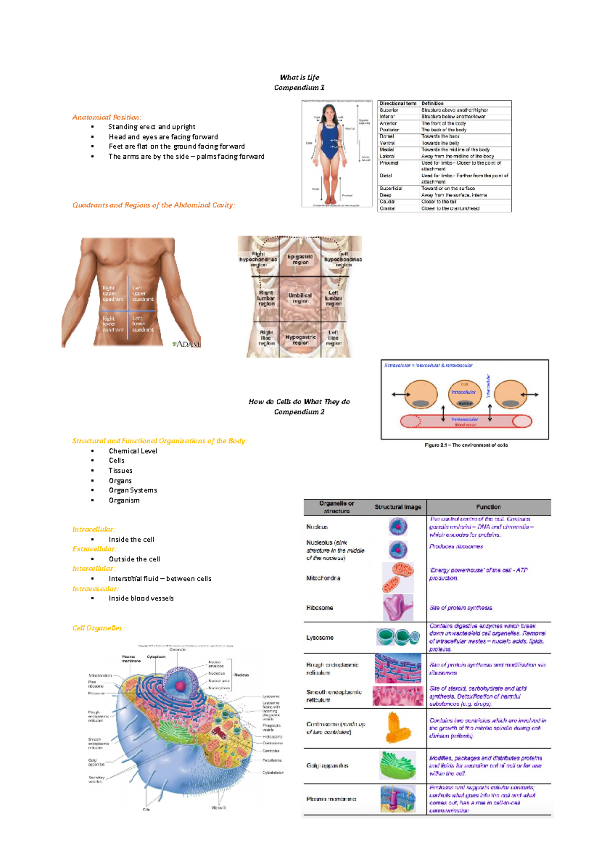 Human Structure and Function Summary - What is Life Compendium 1 ...