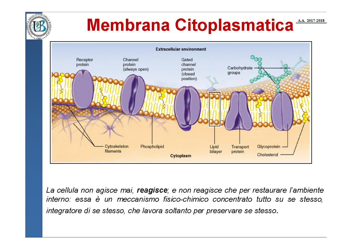 2) lezione- Recettori classificazione e meccanismi d'azione - Membrana ...