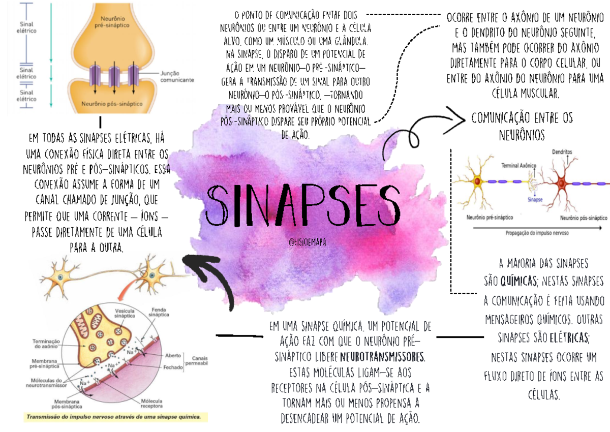 Sinapses - Fisiologia - — — — — — — - Studocu