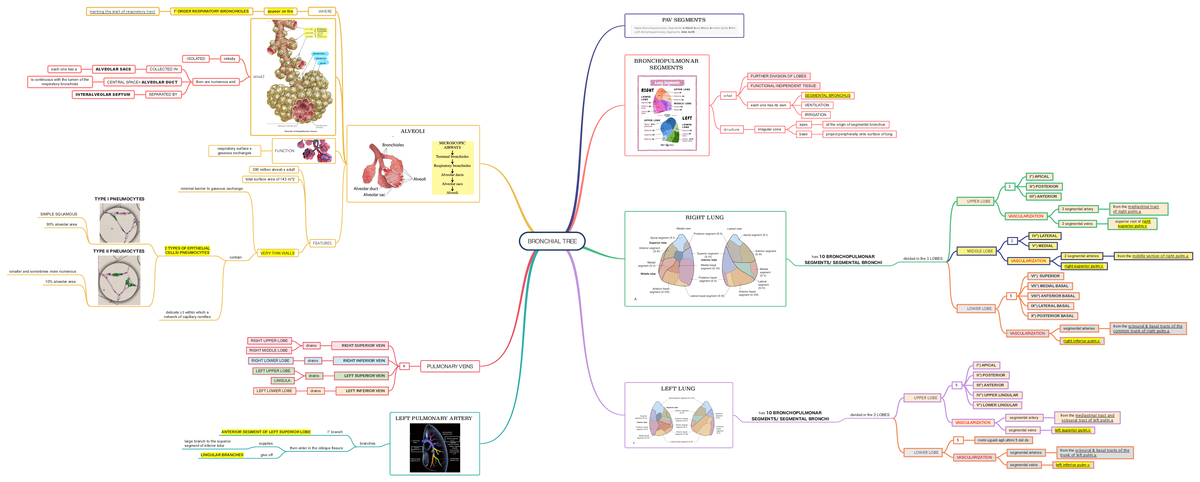 Bronchial tree mind map - BRONCHIAL TREE BRONCHOPULMONAR SEGMENTS RIGHT ...