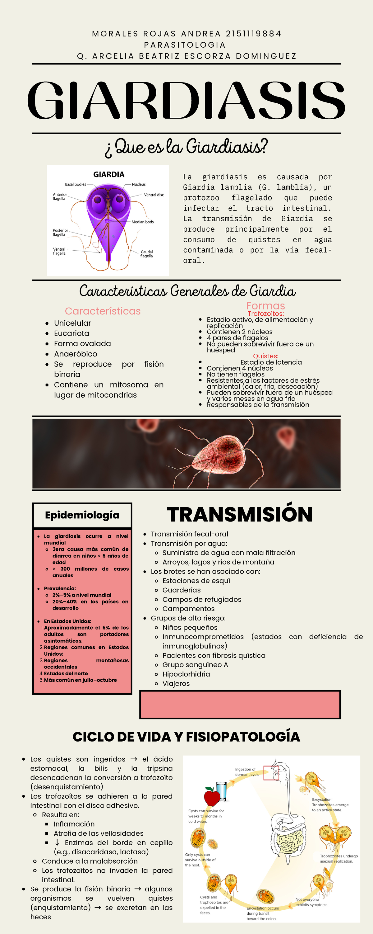 Giardiasis - La infografía es la disciplina que trata sobre los ...