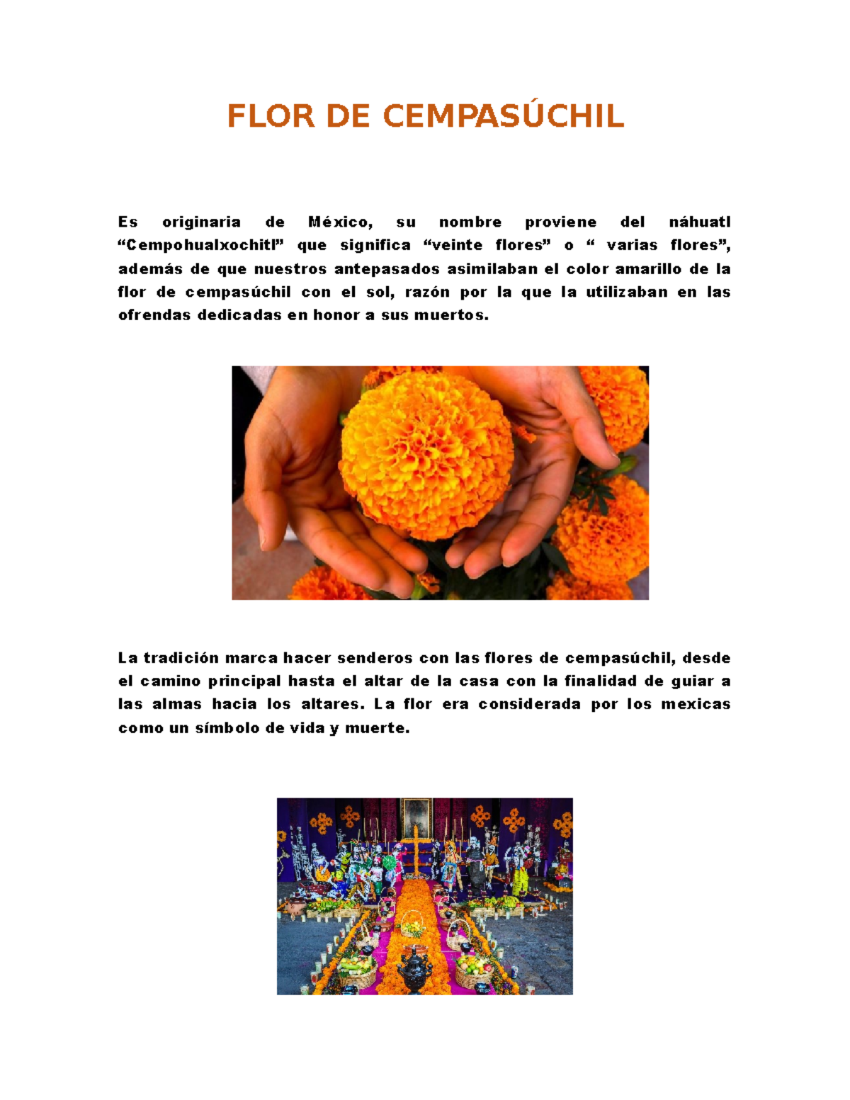 Investigacion Sobre LA FLOR DE Cempasúchil - FLOR DE CEMPASÚCHIL Es ...